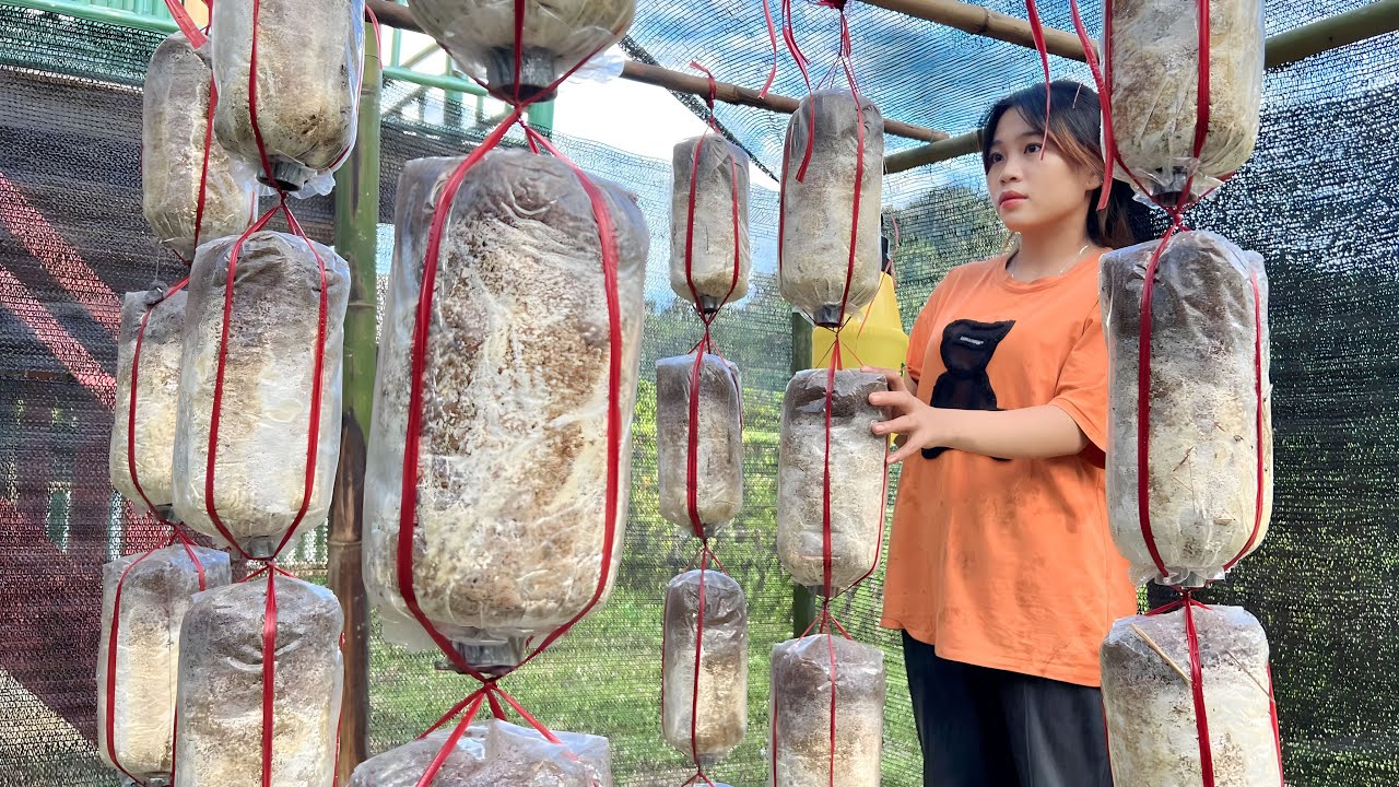 How a Girl grows Mushrooms, Mushroom embryos are hung in layers, Farm ...