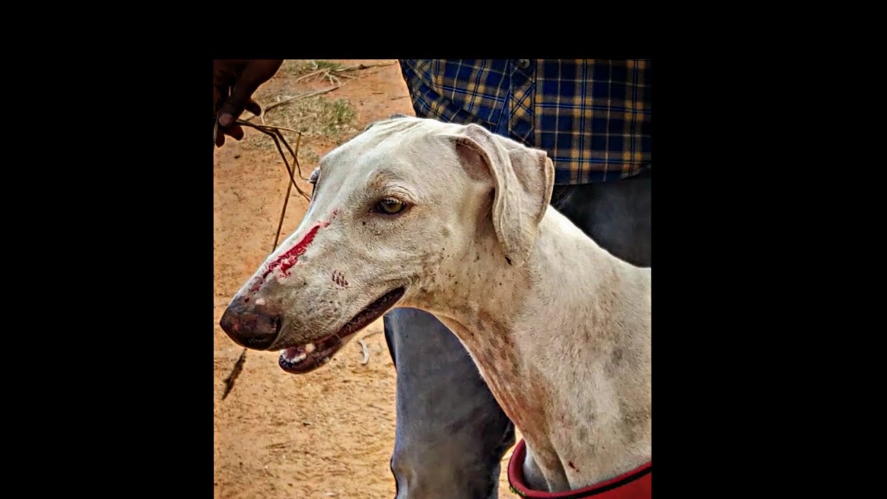 aggressive Mudhol hound , snow - YouTube