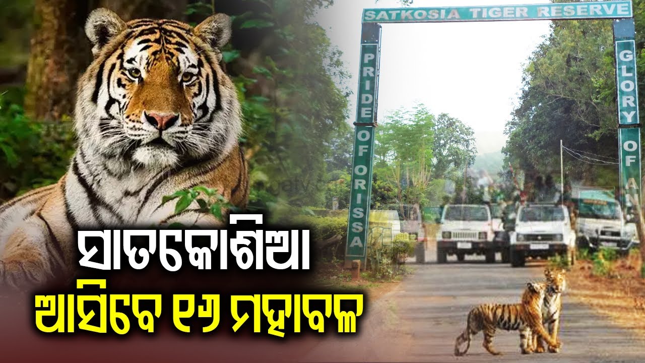 12-16 tigers to be brought to Satkosia: PCCF Susanta Nanda || Kalinga ...