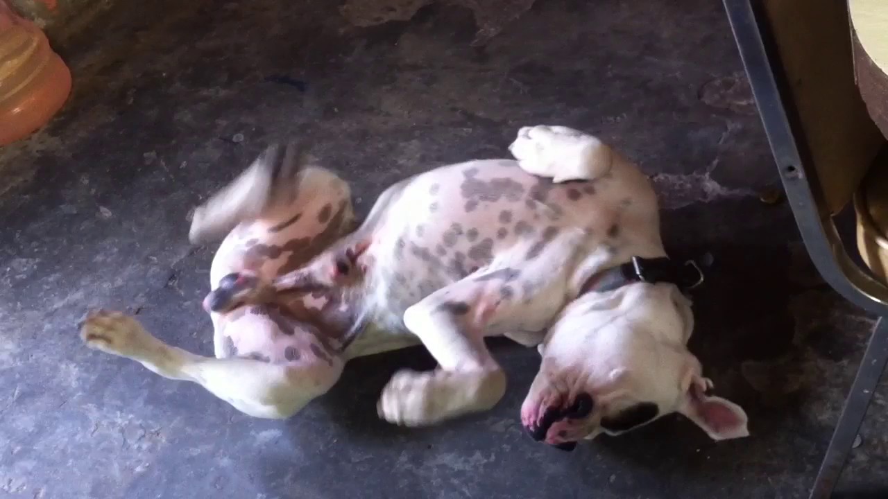 ¡CAPI MI PERRO!🐶 - YouTube