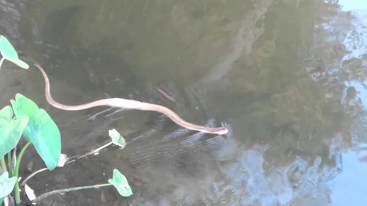 Found a deadly cobra swimming in backyard - YouTube