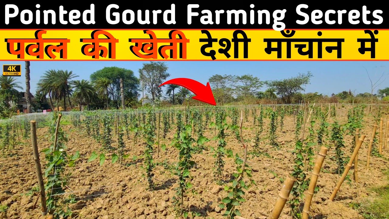 पर्वल की खेती कैसे करे ? गाँव में पर्वल की खेती | Pointed Gourd Field ...