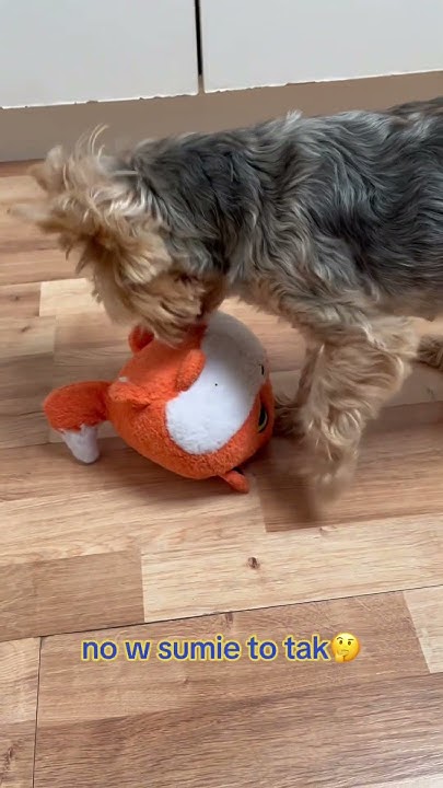 Czy ja jestem posłusznym psem😃? - YouTube