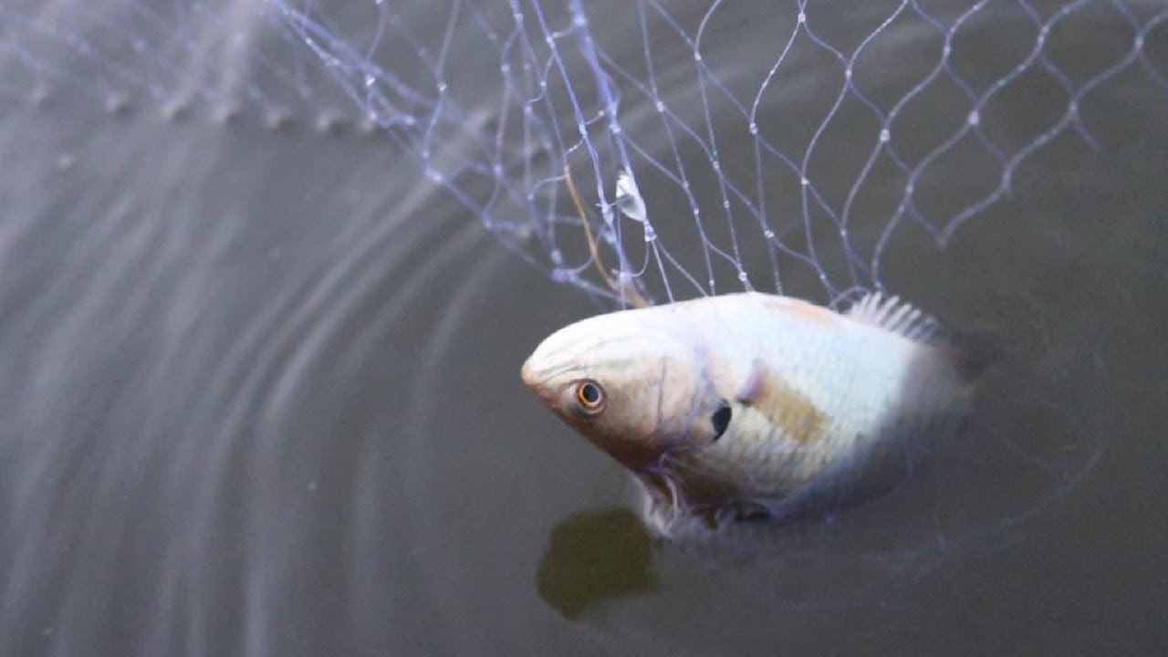 Best current net fishing in pond - YouTube