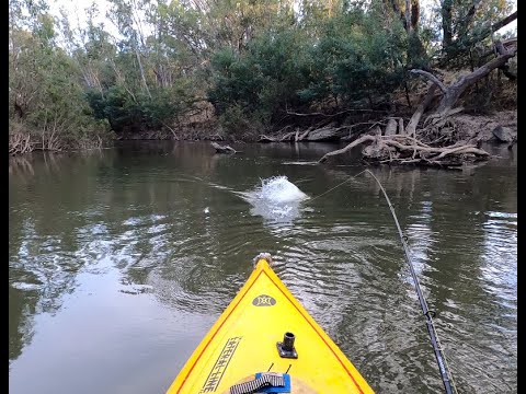 Big Cod swipe on Barambah Bidjiwong 200 - YouTube