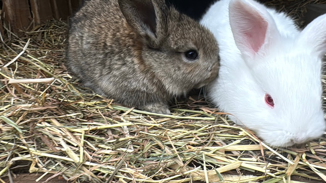Why Rabbits Chew Everything (and Why It’s not Good News) - YouTube