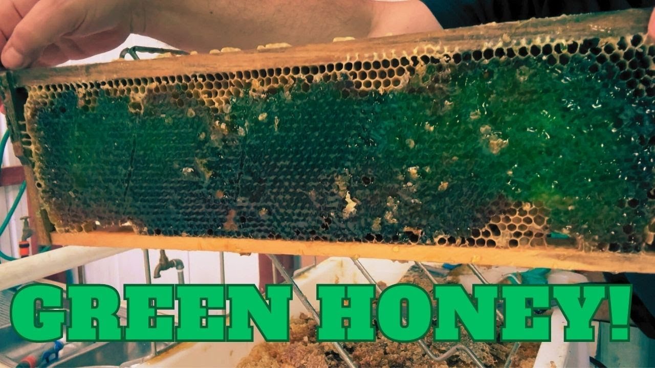 Beekeeping : Honey Extraction Reveals a Unique Surprise. Green Honey ...
