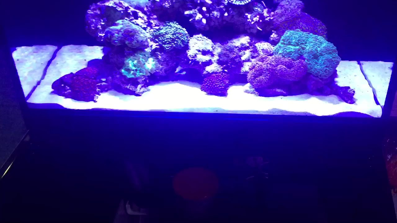 Setting up the Octo Reef Aquarium - YouTube
