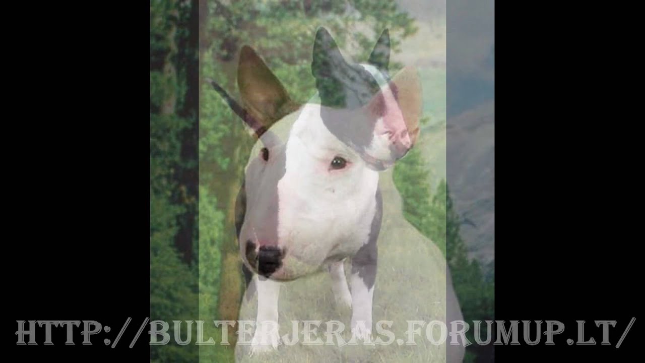 Bulterjeras - YouTube
