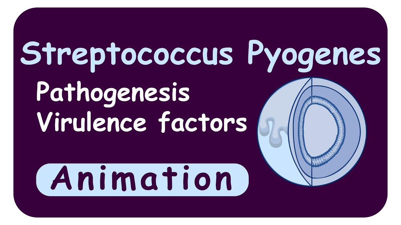 Streptococcus Pyogenes Virulence Factors M Protein Streptolysin Streptokinase Toxins