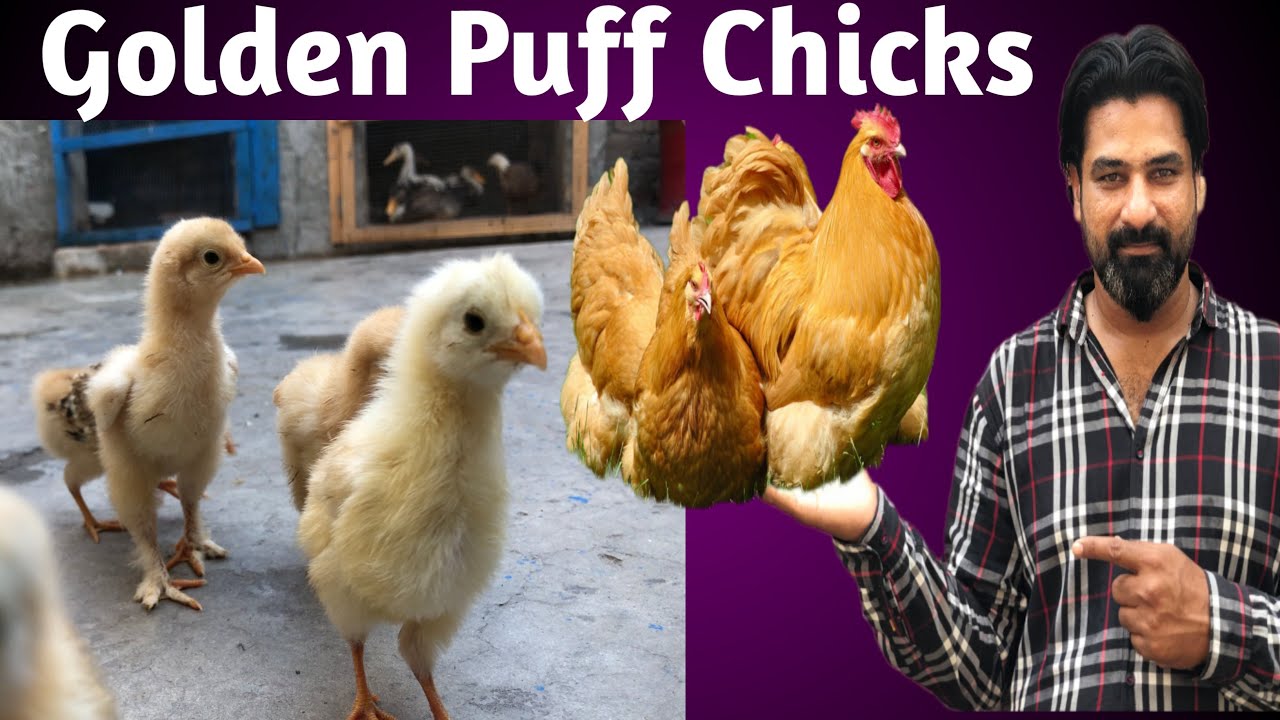 Golden Puff Chicks A Gye🐥| Ali Shan Birds Vlog| Ali Shan - YouTube