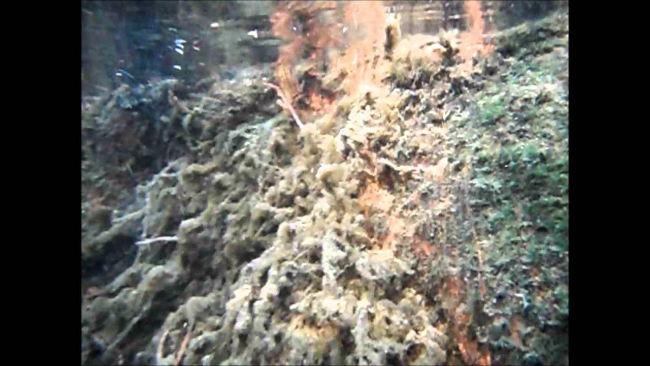 Los Ahuehuetes, Tepeojuma, estado de Puebla - YouTube