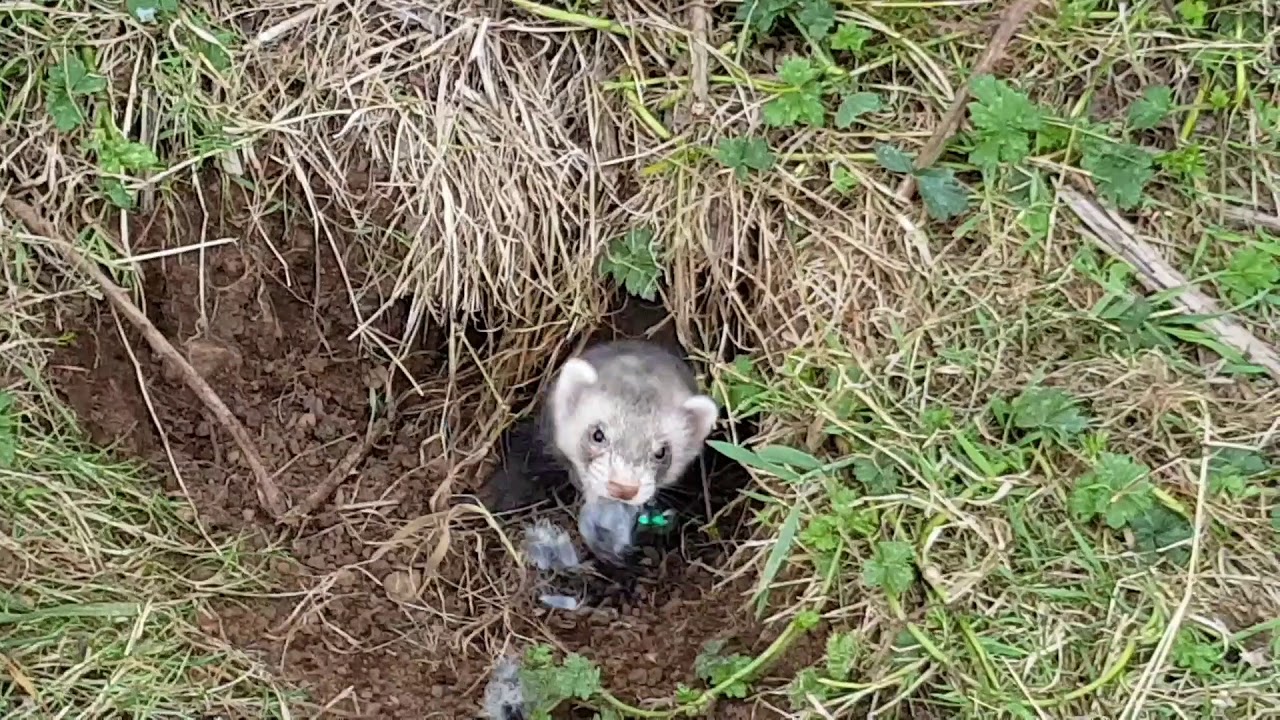 Ferreting Rabbits - YouTube