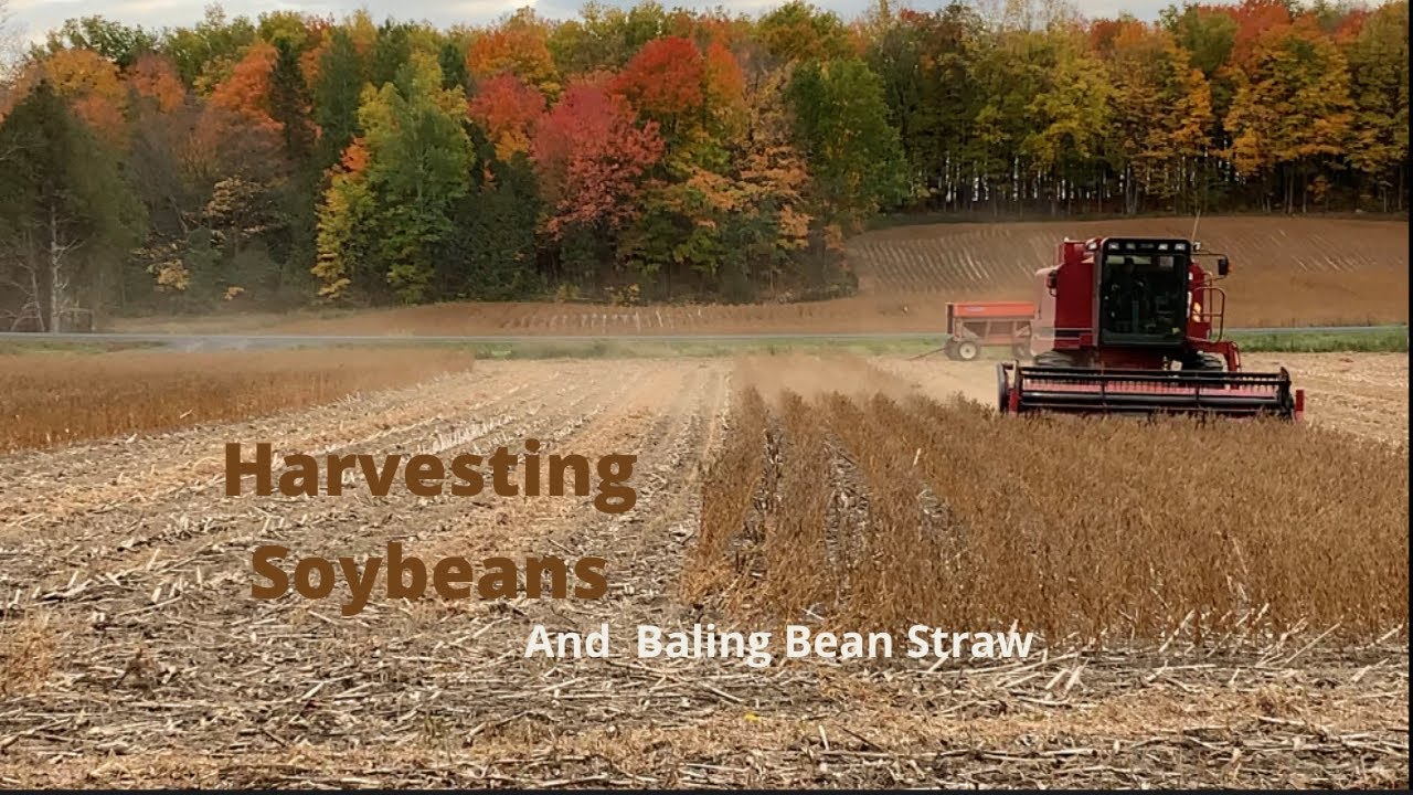 Harvesting Soybeans and Baling Bean Straw on a Small Farm in Canada ...