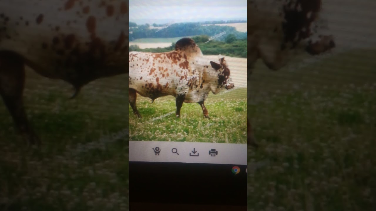 AWAKENED TEACHER WITH BUDDHA COWS ZODIAC TRUTH MAGIC NUMEROLOGY ...