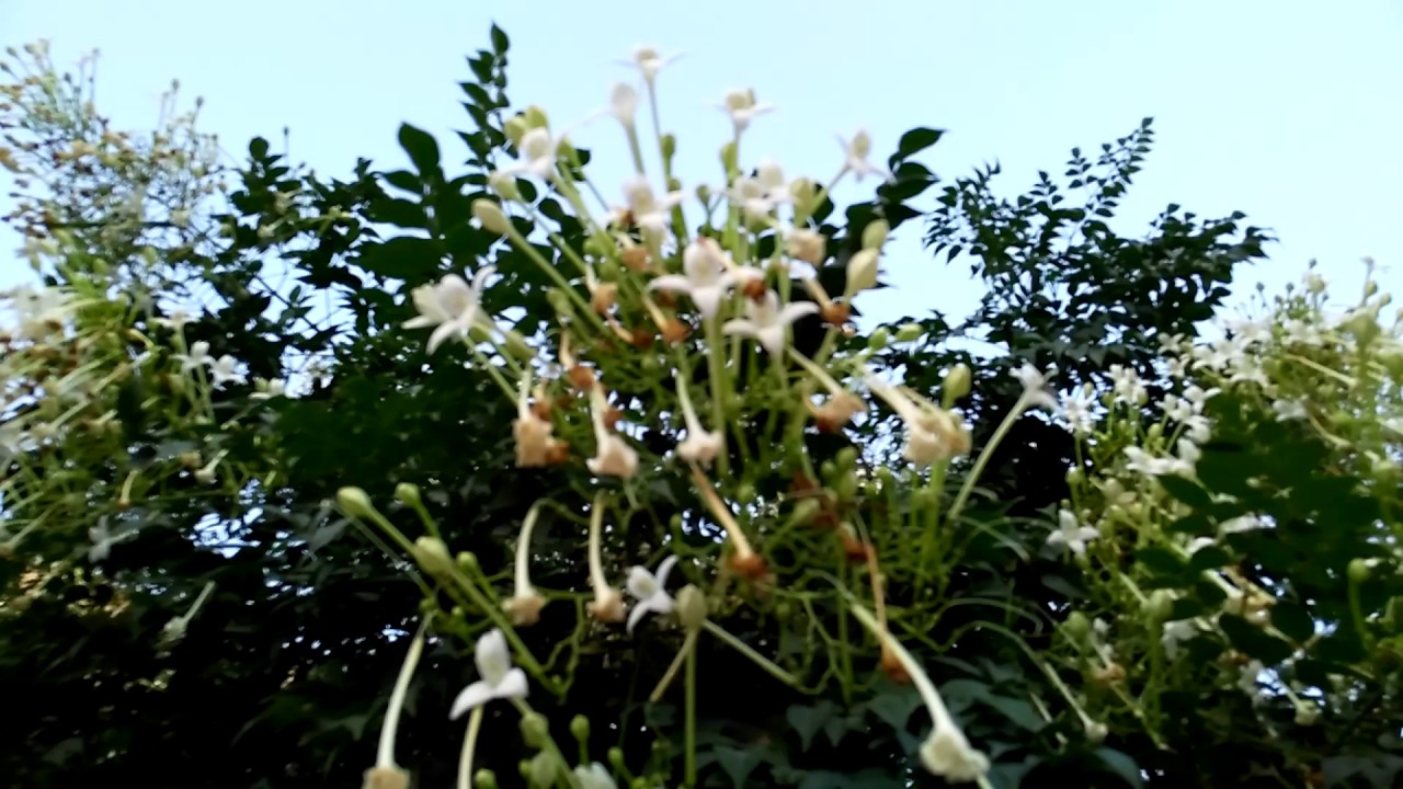 Panneer Pushpam 1 - YouTube