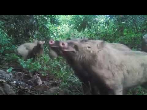 Borneo Indonesia; babi hutan Kalimantan