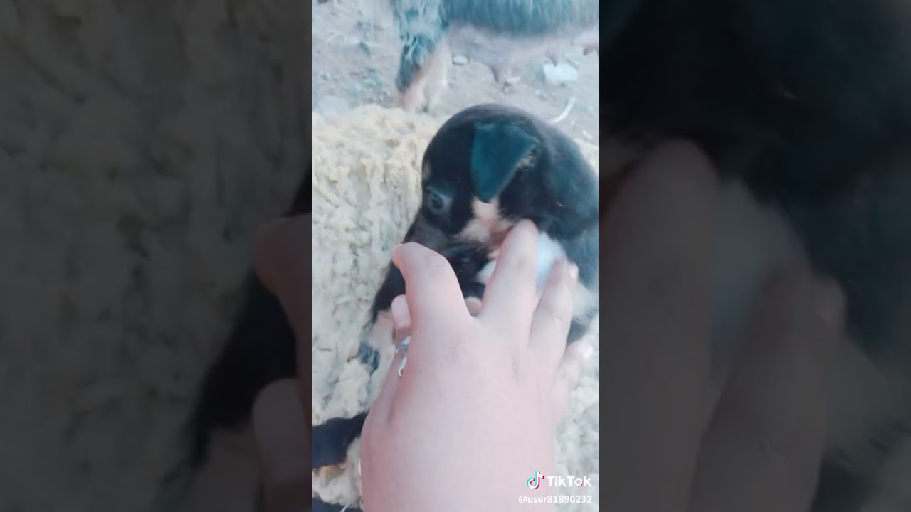 Perrito Tierno