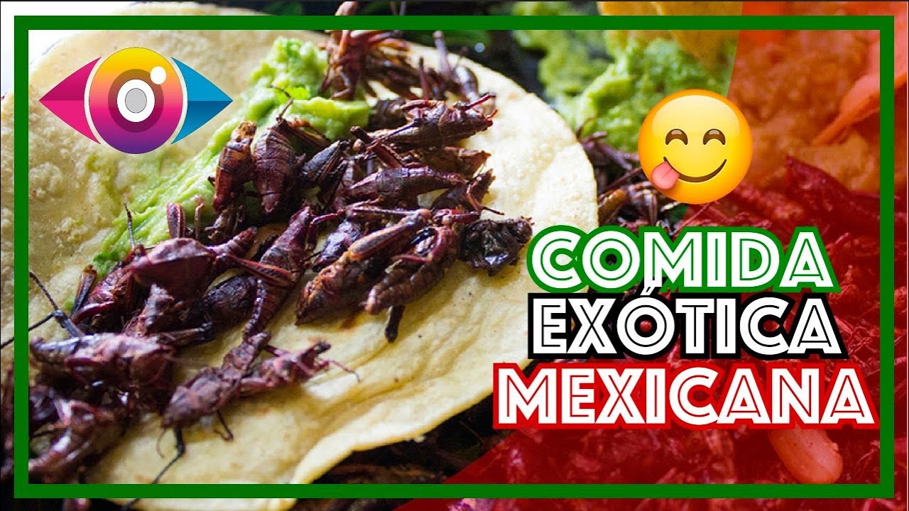 Comida exótica en México: insectos comestibles y animales exóticos ...