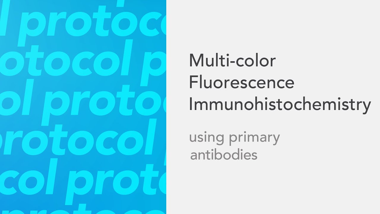 Multi-color Fluorescence Immunohistochemistry using primary antibodies ...
