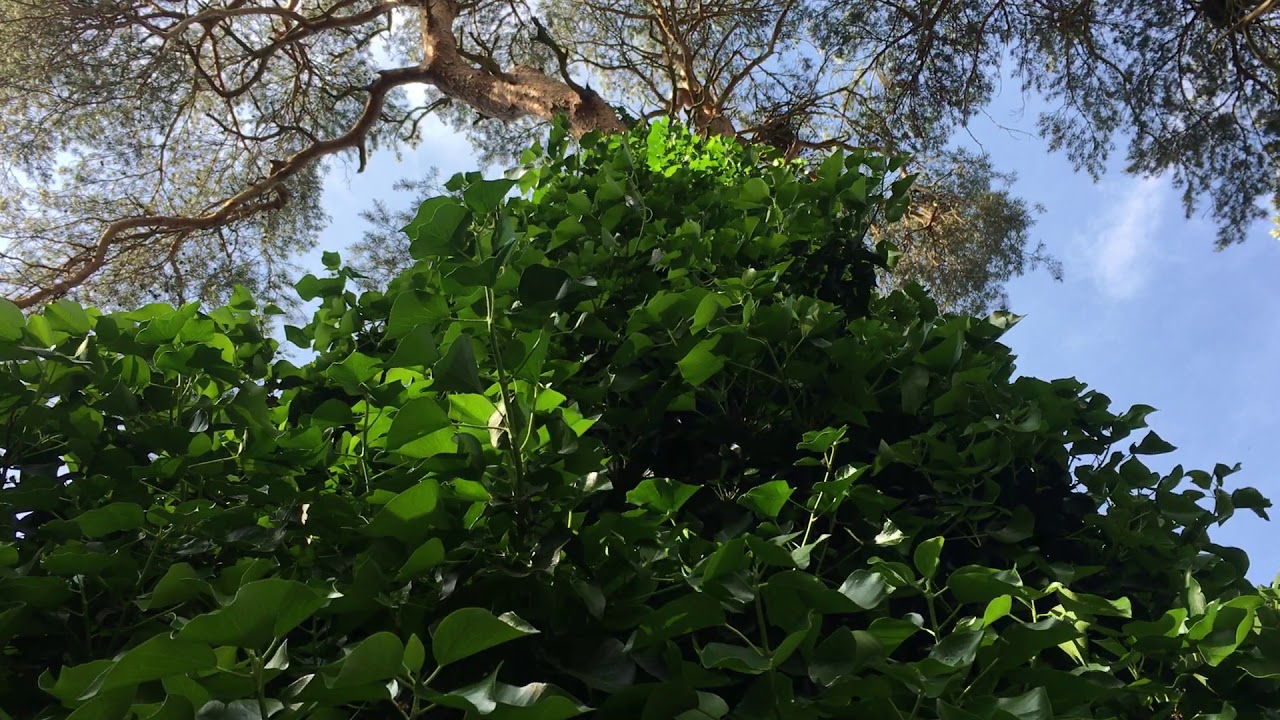 Scots pine - canopy & ivy - June 2019 - YouTube