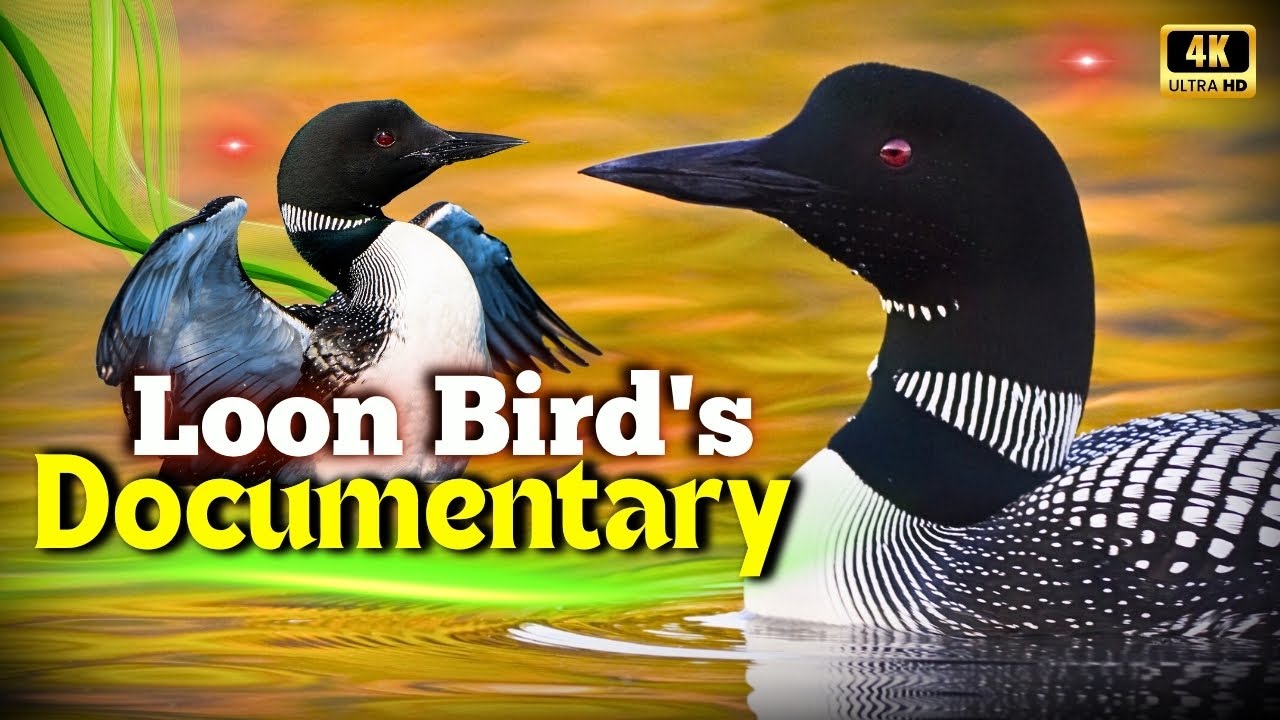 Loon Bird's Documentary | Mesmerizing Bird of Wilderness | Creative ...