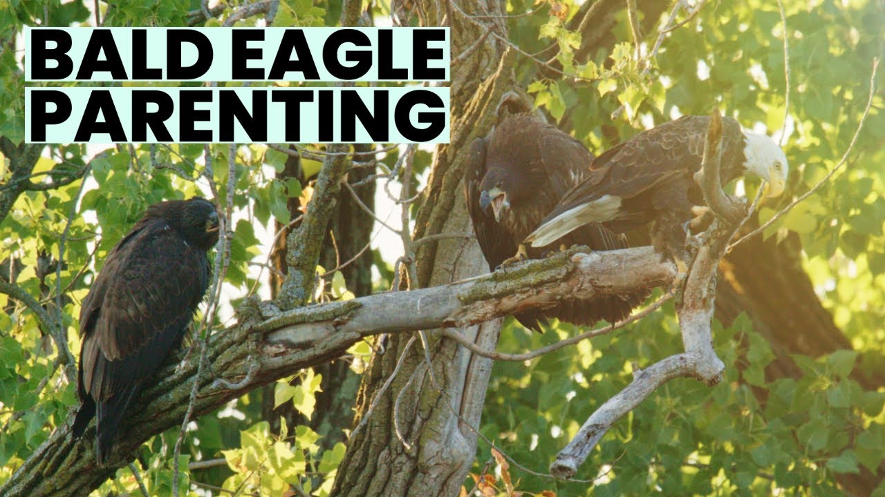 Bald Eagle parents find ways to provide for whiny and hungry baby ...