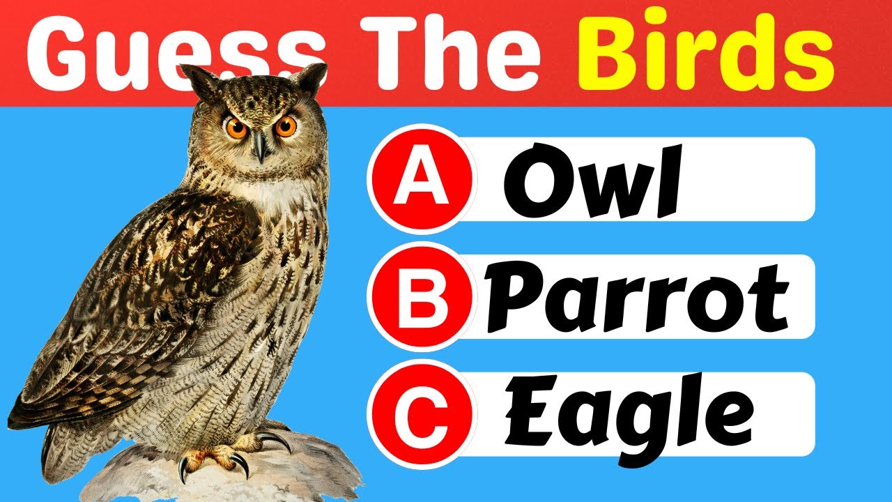 Can You Name These Birds Fun English Vocabulary Quiz Guess The Bird ...