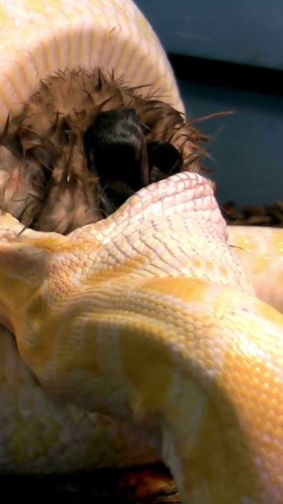 big python eating dog - YouTube