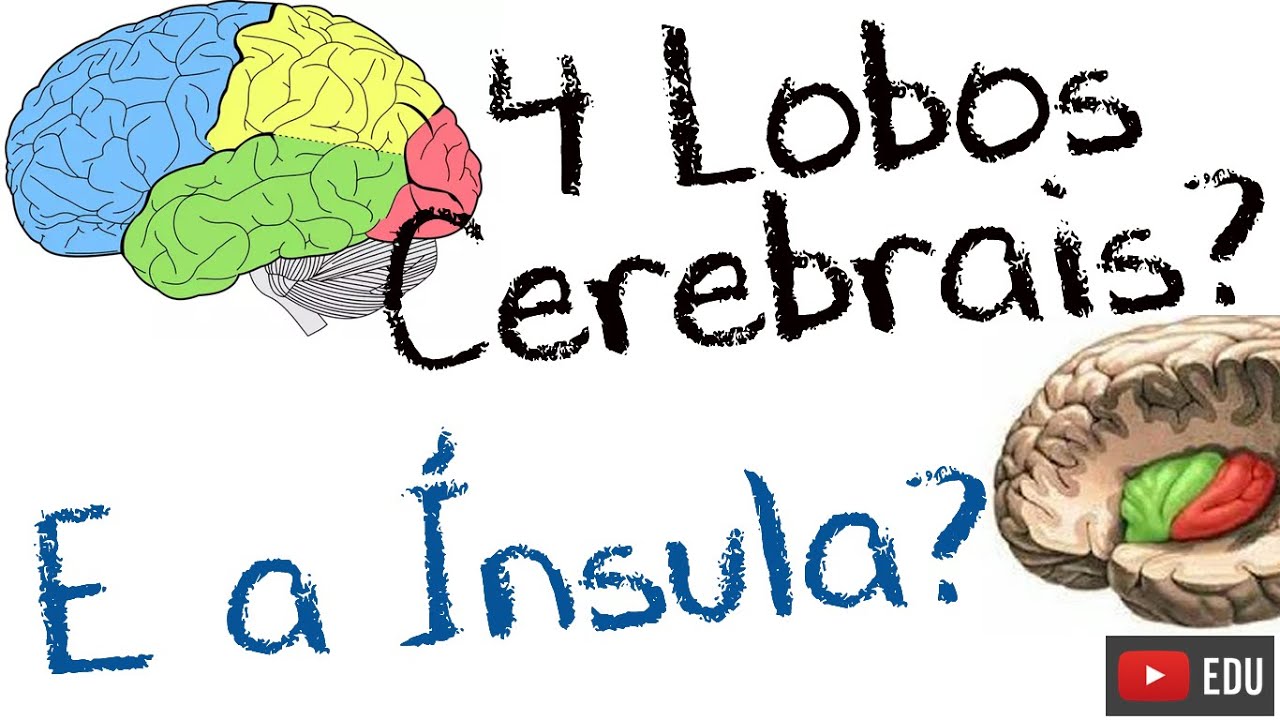 Córtex Cerebral: LOBOS CEREBRAIS - Quais são? E a Ínsula? - Minuto da ...