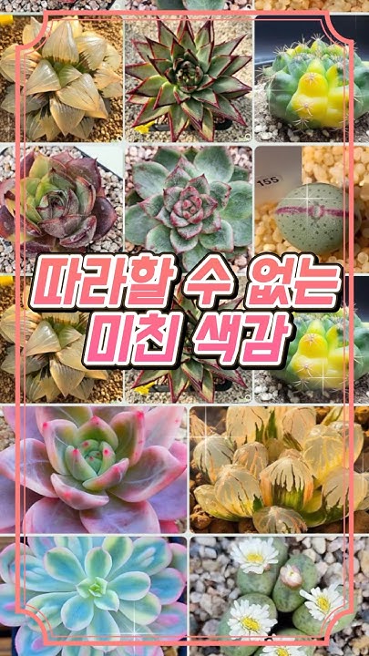 따라할 수 없는 미친 색감 다육이 다육식물 다육 다육화분 다육이들 반려식물 초보다육이 초보다육이키우기 예쁜다육 희귀다육 물든다육 엑스플랜트 저렴한다육