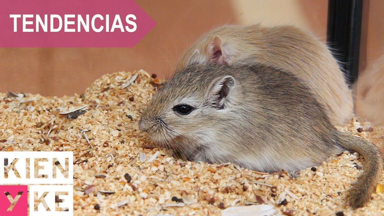 El jerbo, una mascota traída del desierto - YouTube