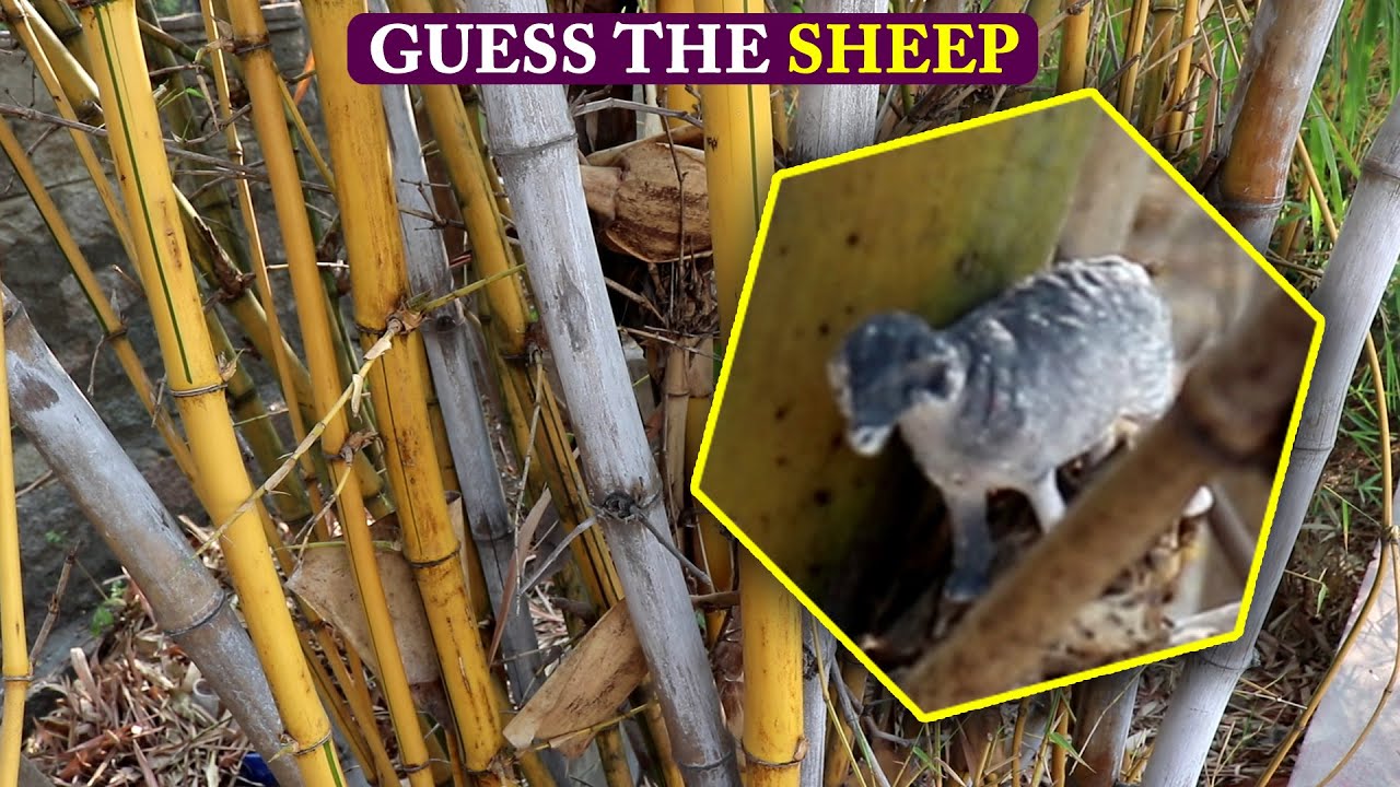 Find all the Hidden SHEEP Hidden Animal Optical Illusions Genius Brain ...