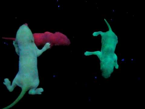 NeonMice Baby Glow In The Dark Live Mice! - YouTube