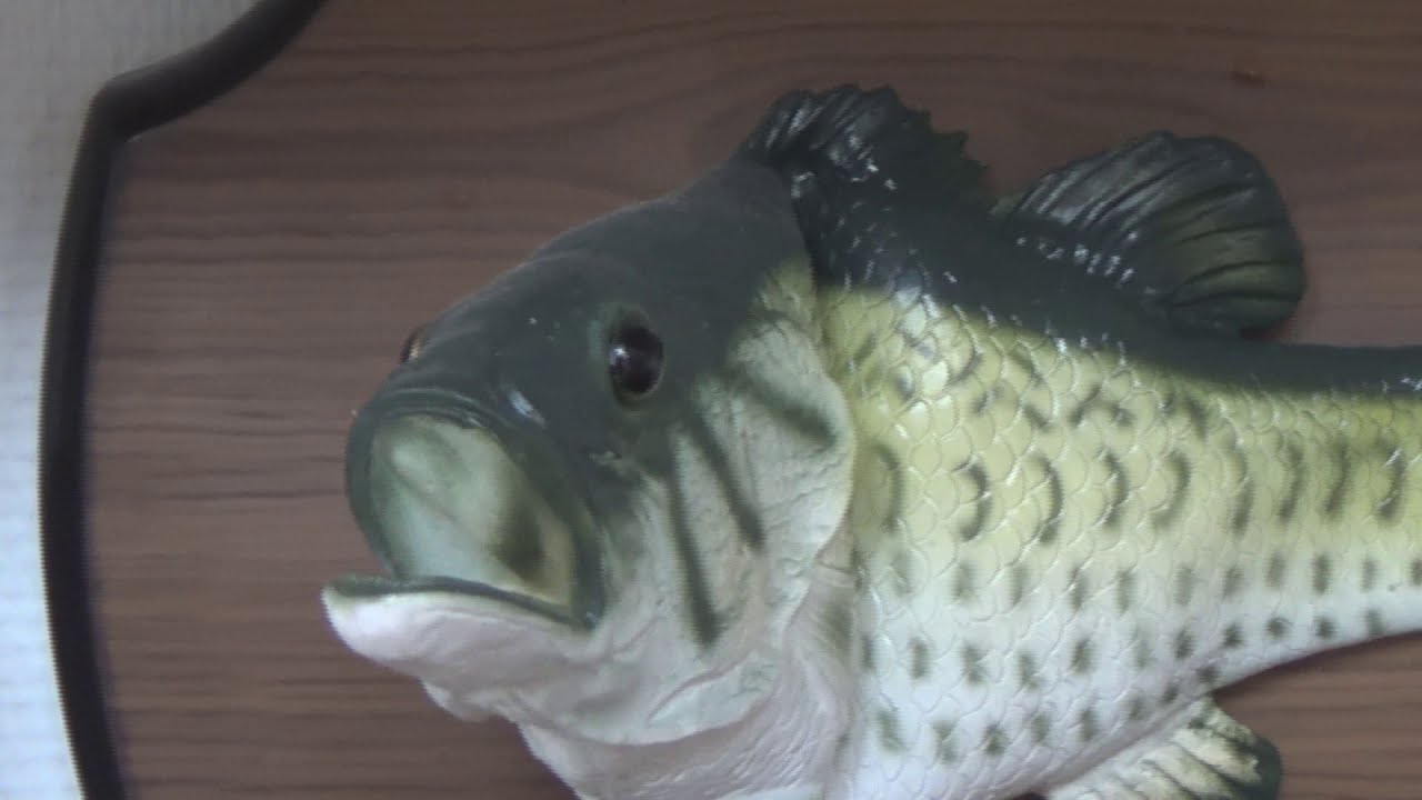 Singing fish - YouTube