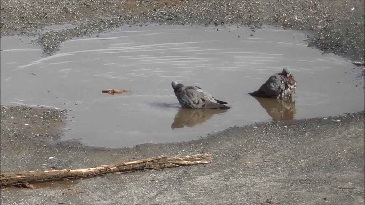 Skogdue på badetur/Stock Dove out bathing - YouTube