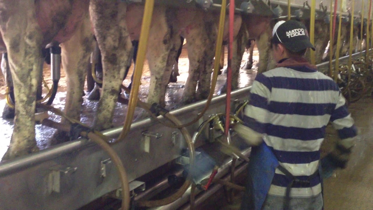 Milking Routine Expert Level Hanging 13 - YouTube