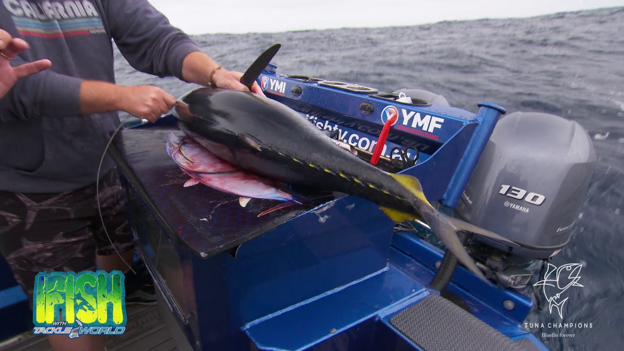 Tuna Champions - Pithing - YouTube