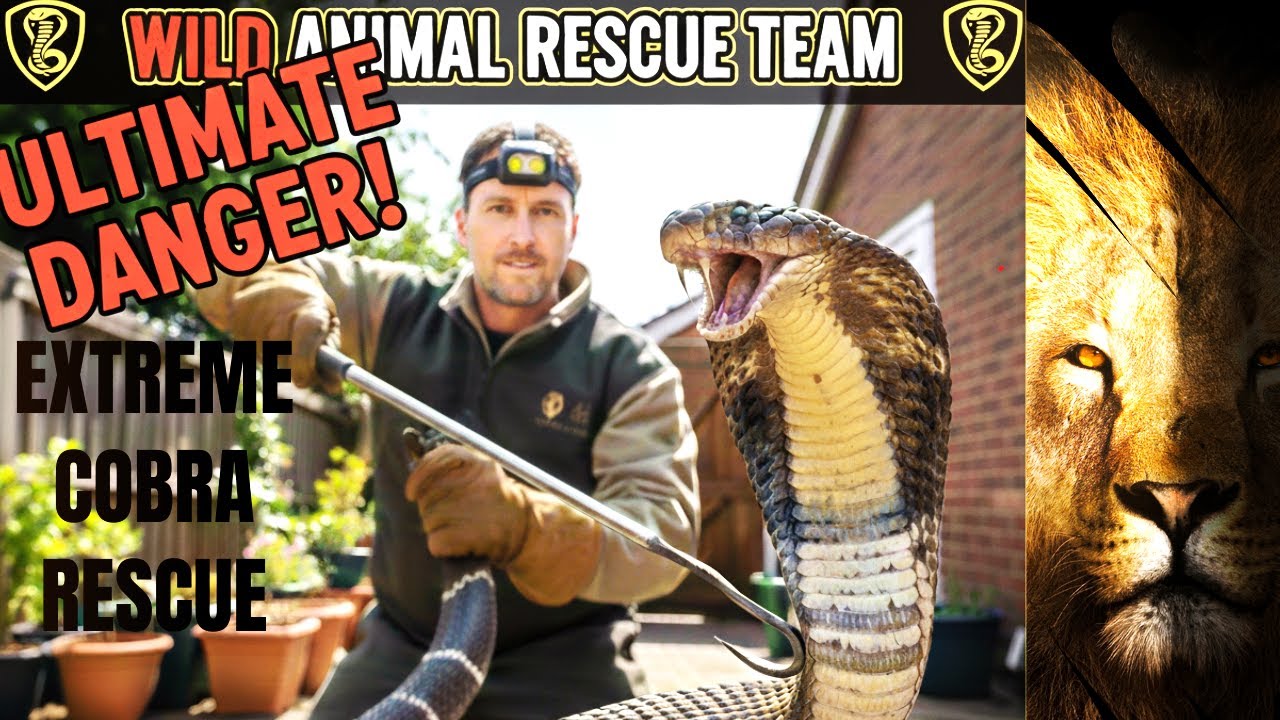 I EXTREME COBRA RESCUE I One Wrong Move Could Be Fatal! WILD ANIMAL ...