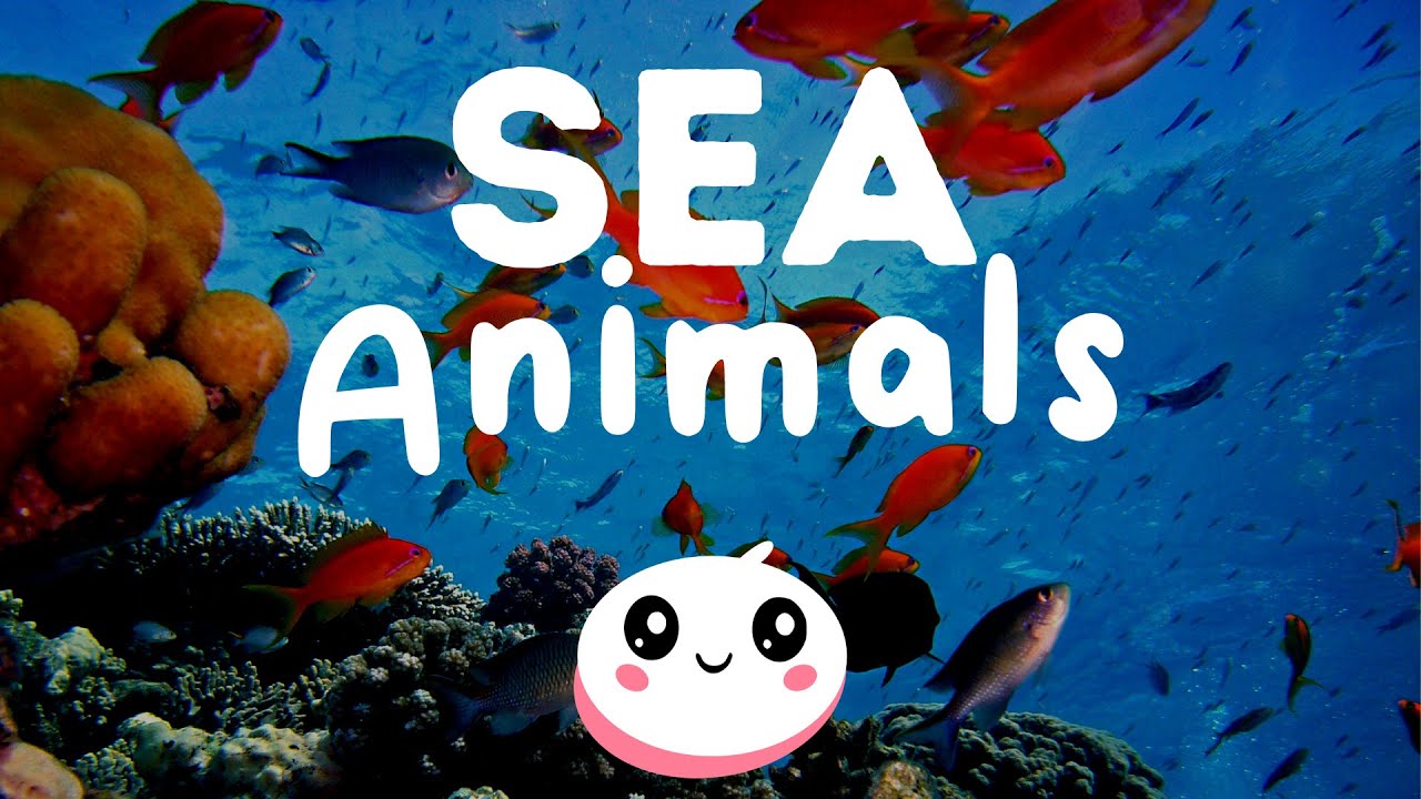 Sea Animals | Mga Hayop sa Dagat | English to Tagalog Learning for Kids ...