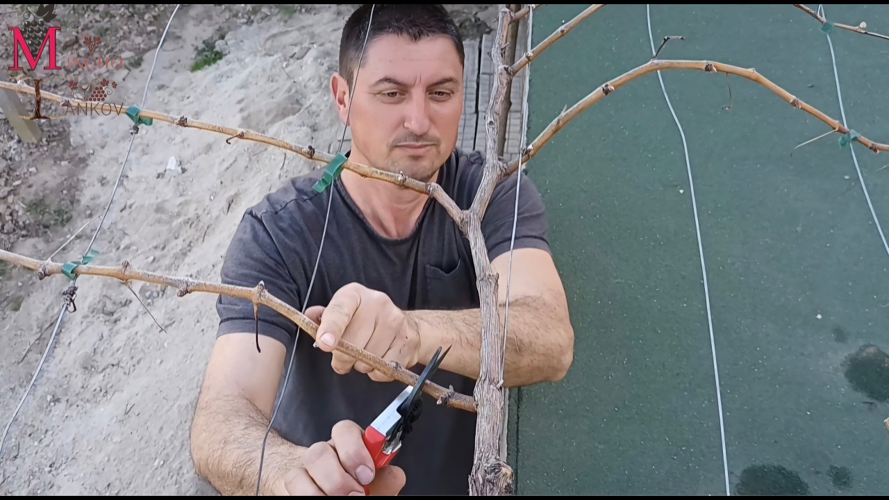 Growing and Pruning Grape Vines in Pergola System - ARBOR ( Single ...