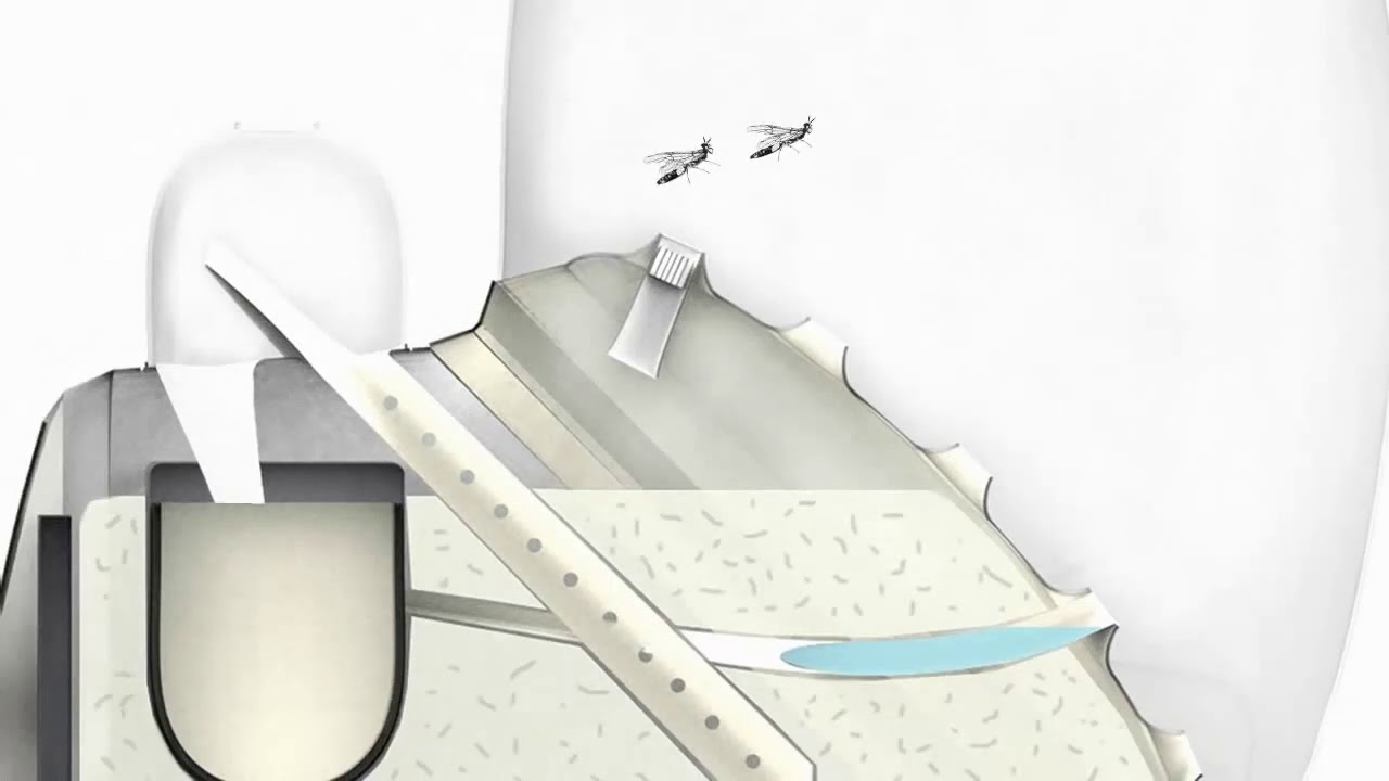 Black Soldier Fly Farming #BSFL - YouTube