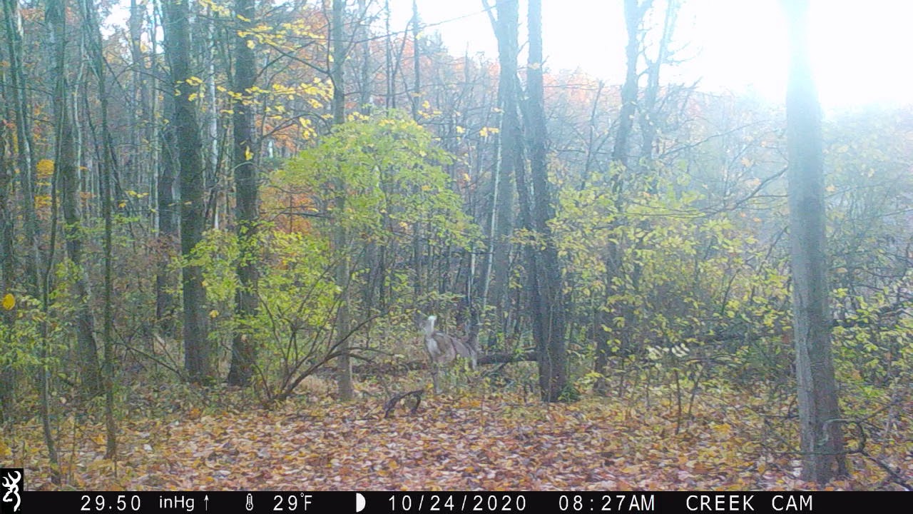 3 Point Buck - YouTube