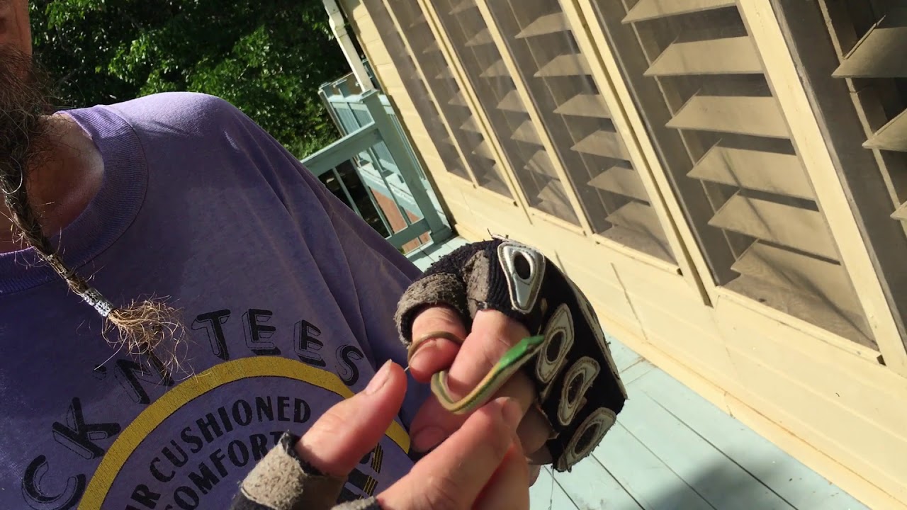 Baby Mexican Parrot Snake in the yard (Leptophis mexicanus) - YouTube