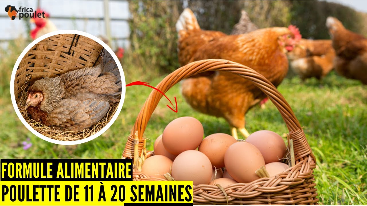 (Originale) Formule ou Composition D'ALIMENT POULETTE de 11 à 20 ...