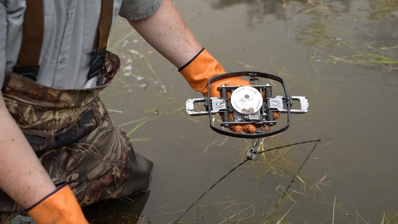 How to Use Foothold Sets For Trapping in Water - YouTube