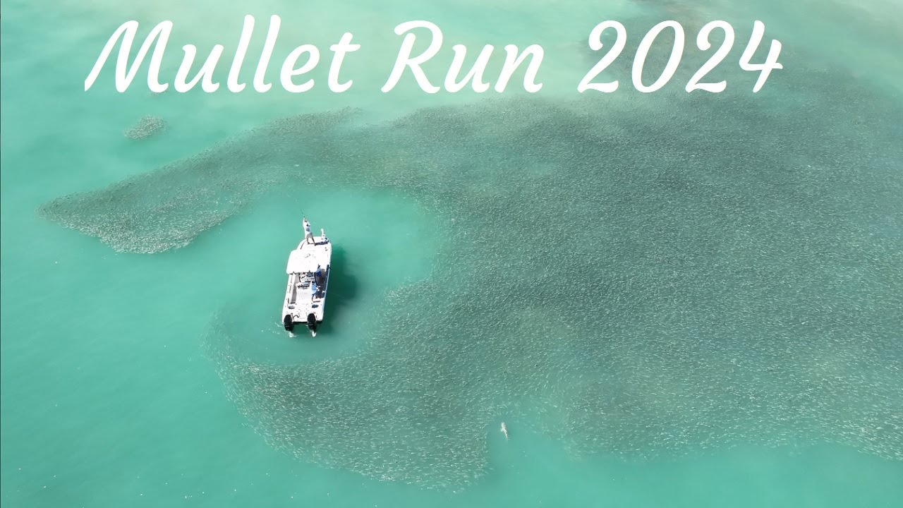 Mullet Run 2024 Juno Beach !!! Drone - YouTube