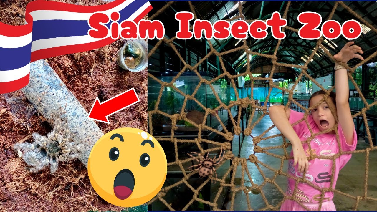 Siam Insect Zoo in Chiang Mai, Thailand [Reptiles! Tarantulas!] - YouTube