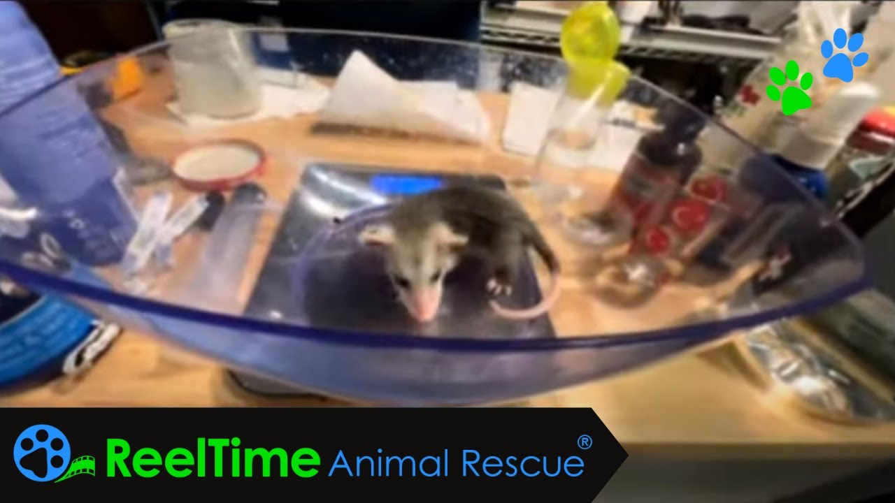 Watch as Baby Opossums Get Tube-fed! | Enlightening Animals Resource ...