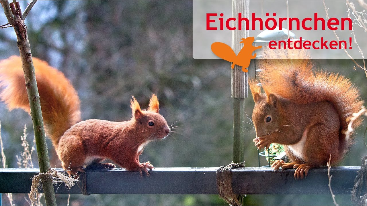 Eichhörnchen-Liebe - YouTube